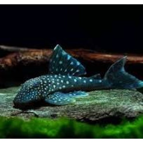 Blue Phantom Pleco